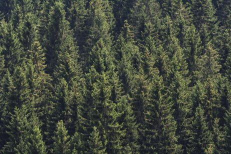 Forest Background | Copyright-free photo (by M. Vorel) | LibreShot