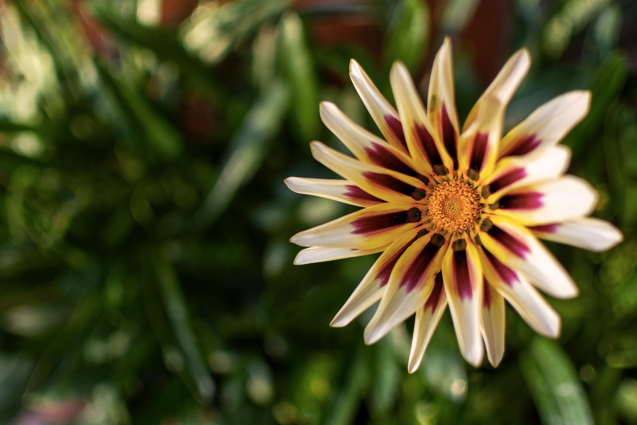 Beautiful Gazania Flower | Copyright-free photo (by M. Vorel) | LibreShot