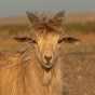 Mongolian White Goat | Copyright-free photo (by M. Vorel) | LibreShot