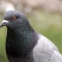 Angry Pigeon | Copyright-free photo (by M. Vorel) | LibreShot