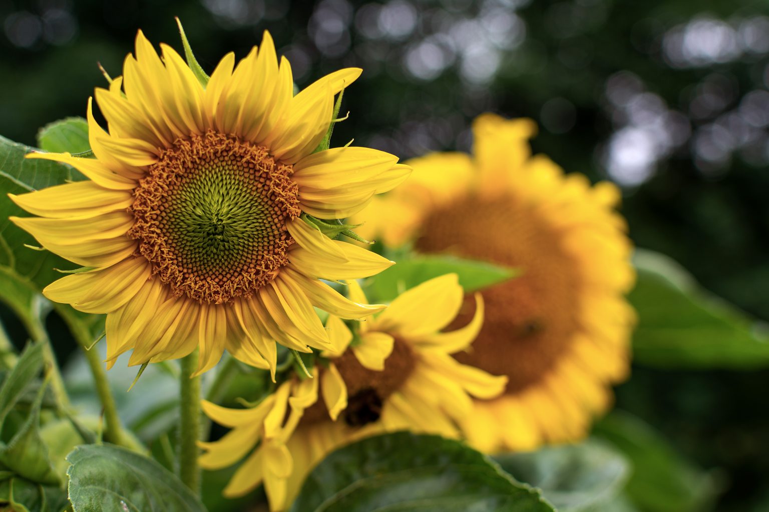 Sunflowers | Copyright-free photo (by M. Vorel) | LibreShot