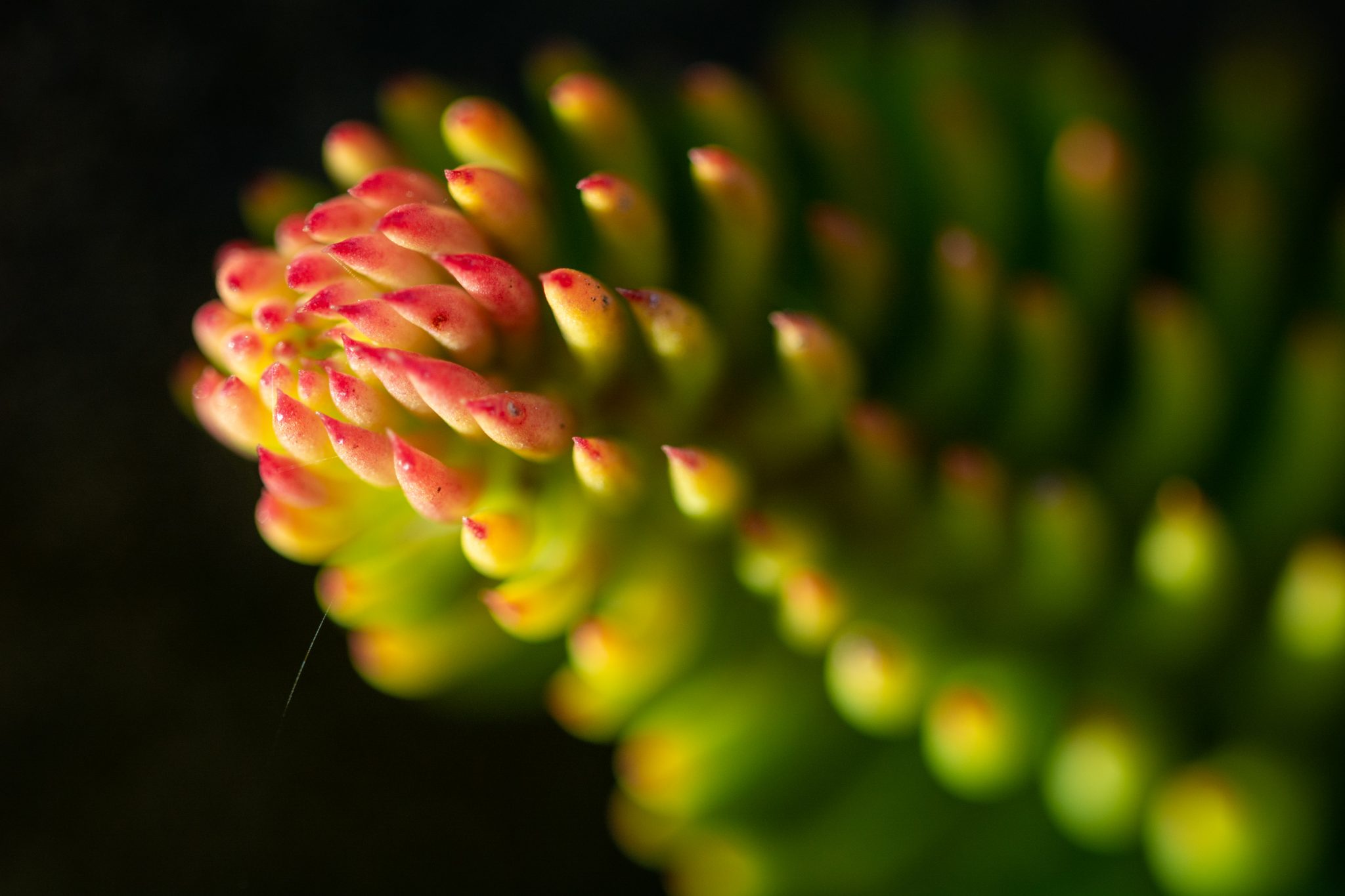 Beautiful Flower Close-up | Copyright-free photo (by M. Vorel) | LibreShot