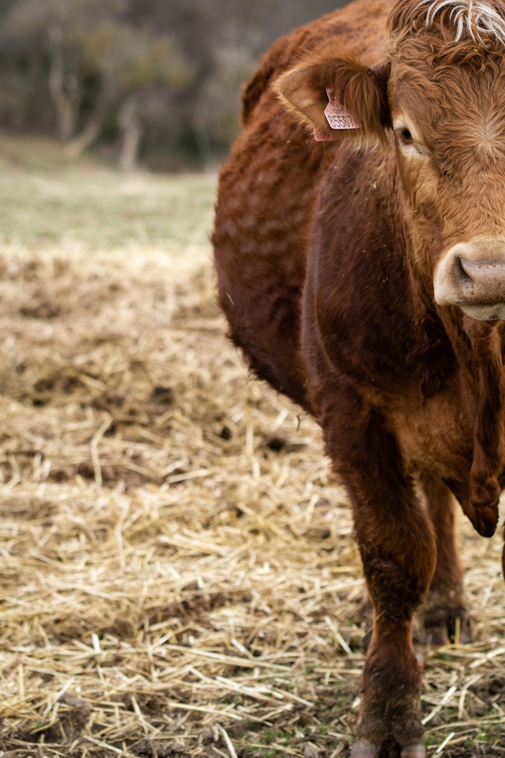 Brown Cow | Copyright-free photo (by M. Vorel) | LibreShot