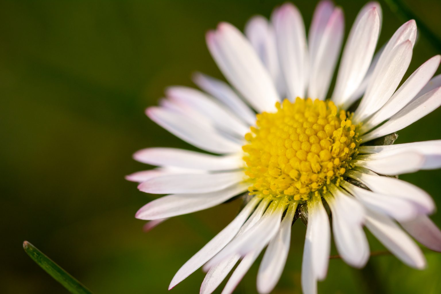 Daisy Flower Close-up | Copyright-free photo (by M. Vorel) | LibreShot