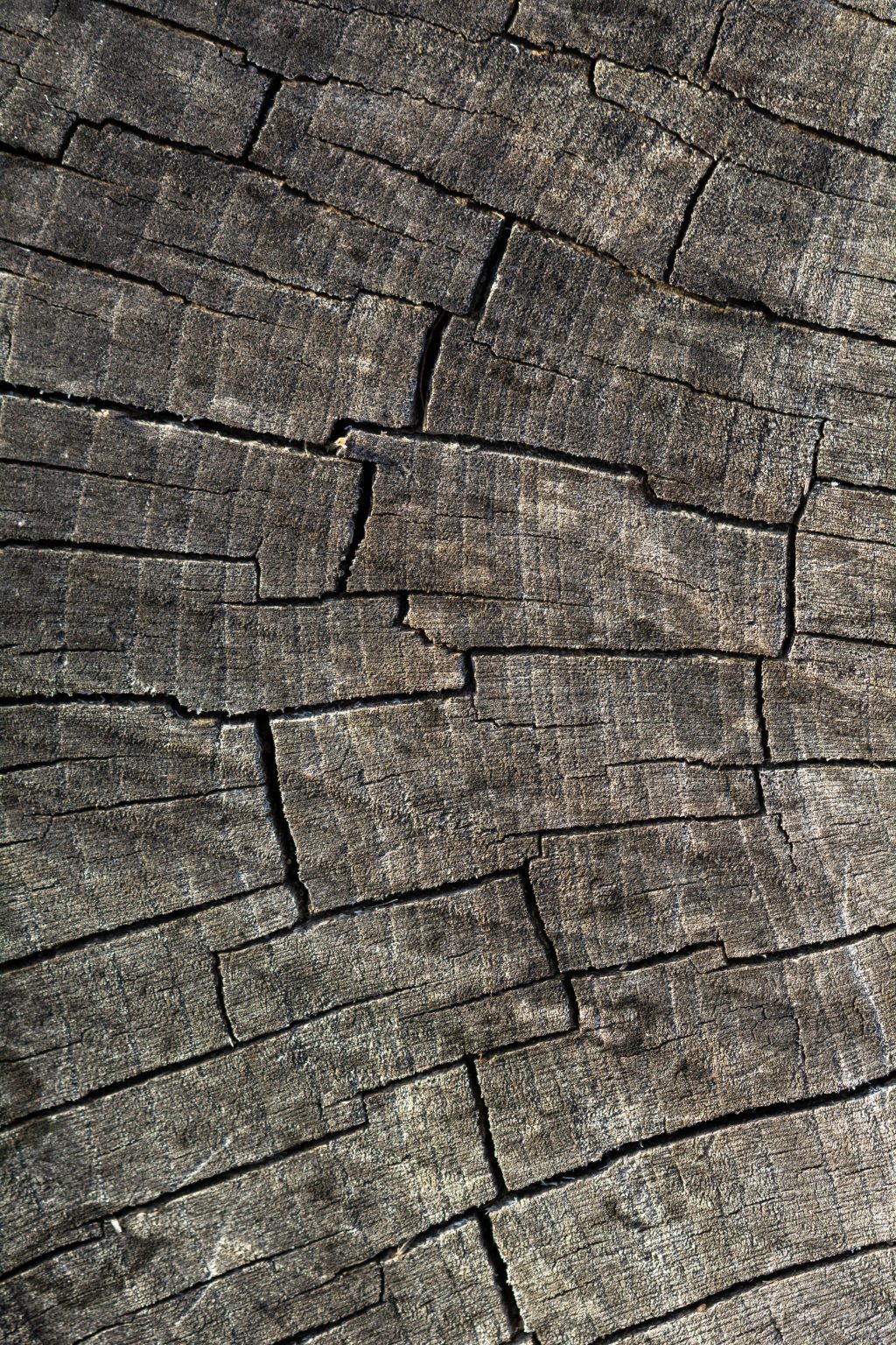 Cut Wood Structure | Copyright-free photo (by M. Vorel) | LibreShot