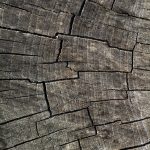 Tree Cut Structure | Free Stock Photo | LibreShot