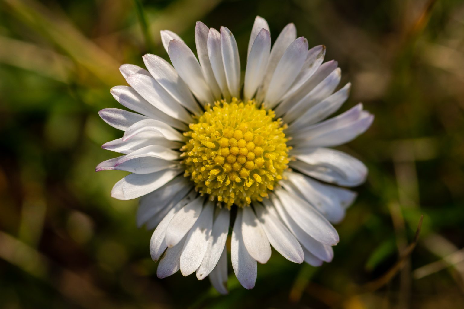 Daisy Flower Close-up | Copyright-free photo (by M. Vorel) | LibreShot