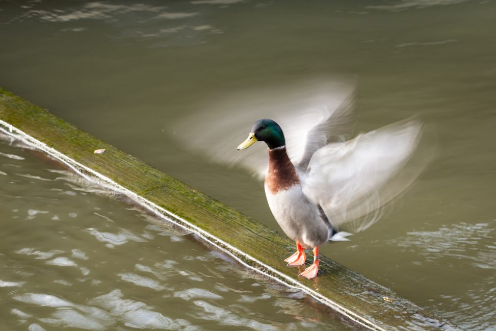 Duck Waving its Wings | Copyright-free photo (by M. Vorel) | LibreShot