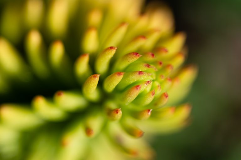 Macro Flower | Copyright-free photo (by M. Vorel) | LibreShot Macro Flower | Copyright-free photo (by M. Vorel) | LibreShot