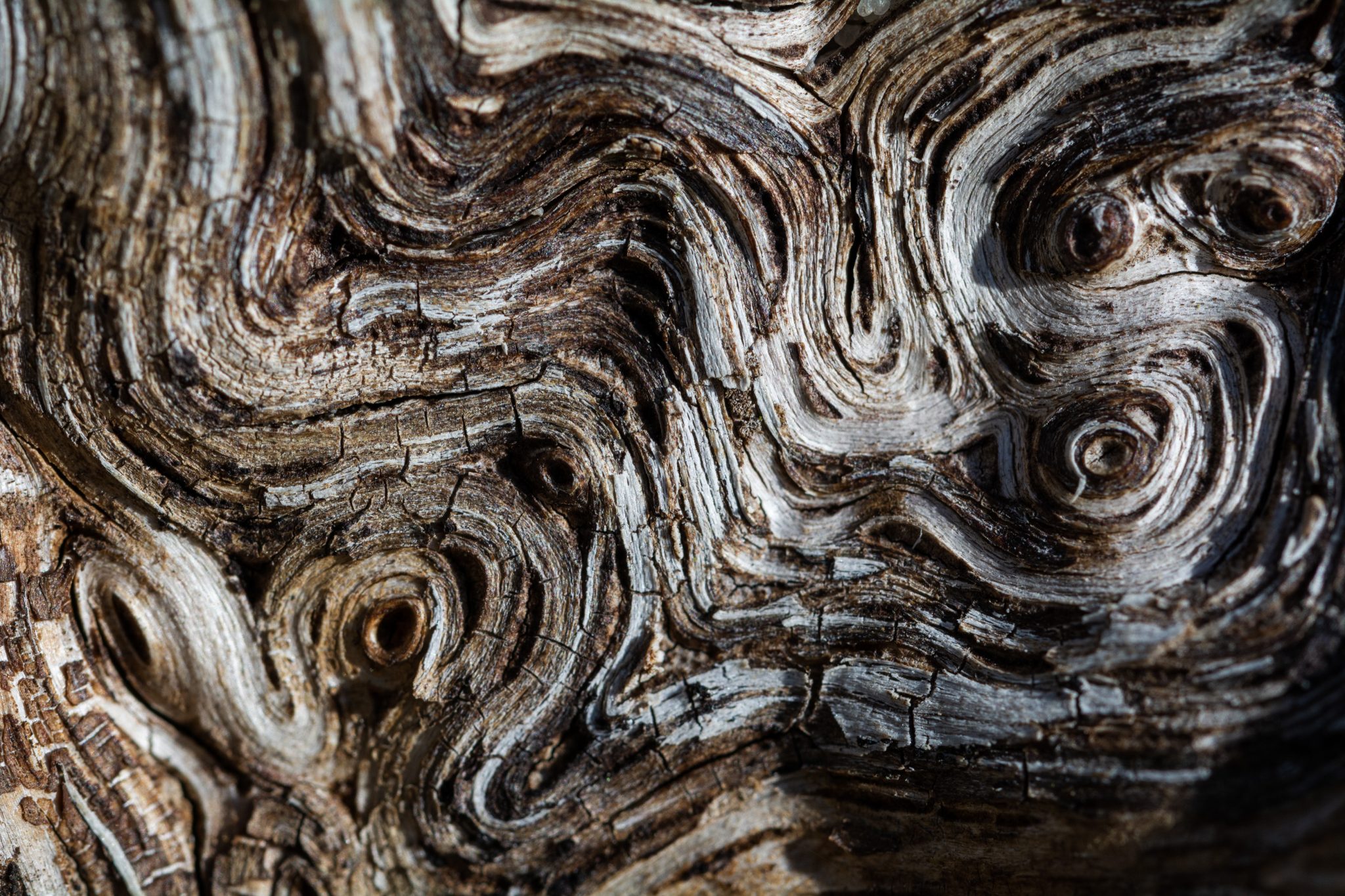 Wood Structure on Macro Photo | Copyright-free photo (by M. Vorel ...