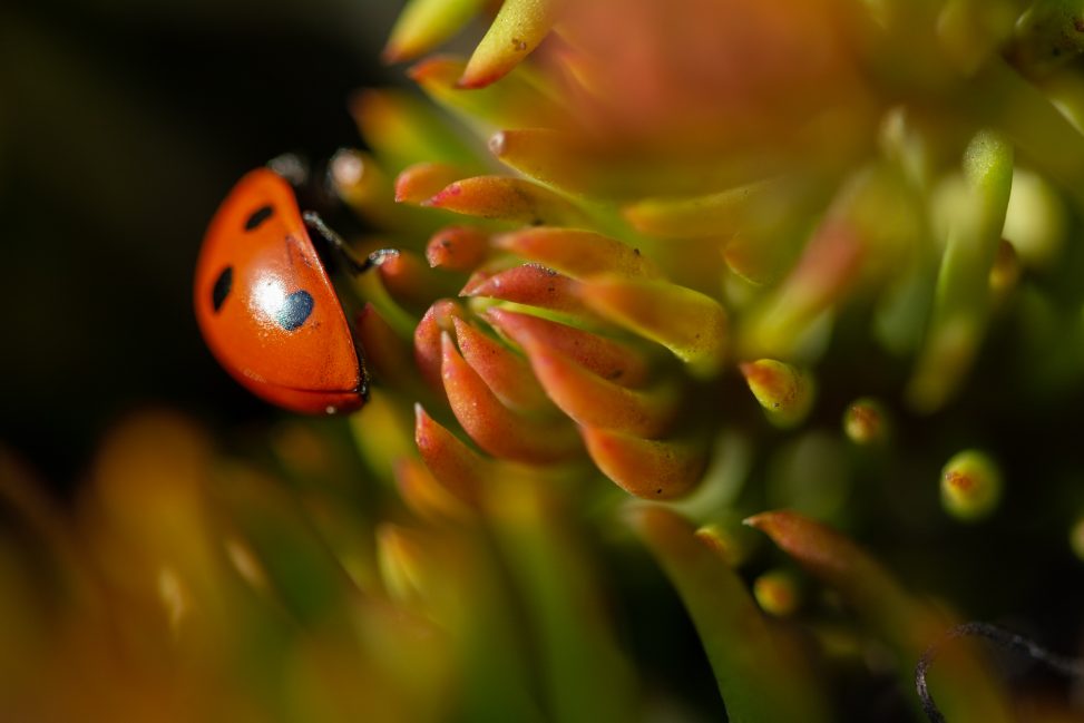 Lady Bug Macro Photo | Copyright-free photo (by M. Vorel) | LibreShot