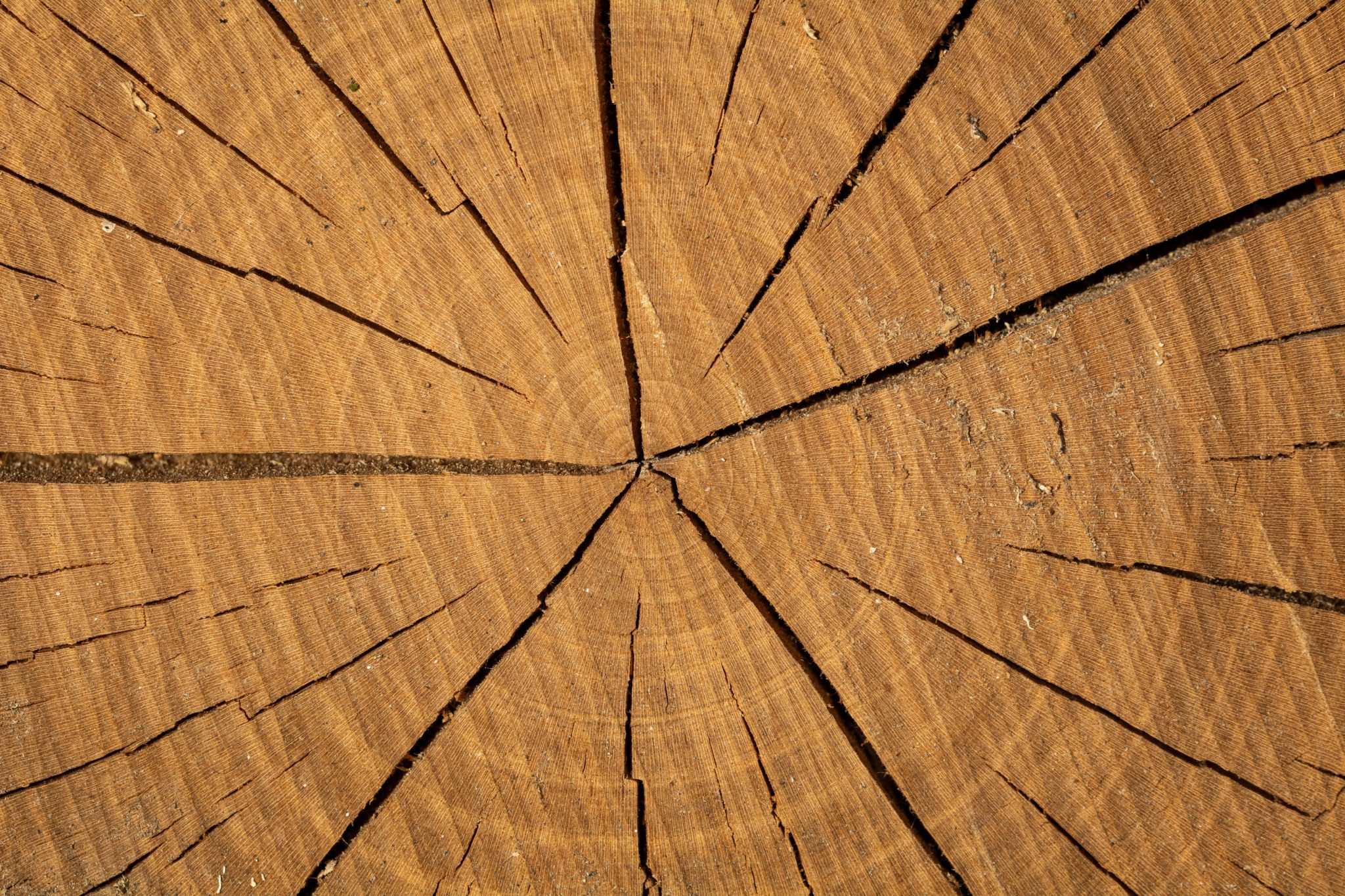 Texture of Round Cut Wood | Copyright-free photo (by M. Vorel) | LibreShot