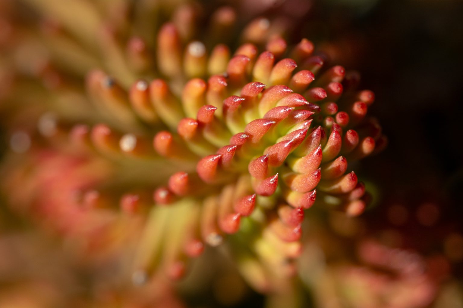 Macro Photography Background | Copyright-free photo (by M. Vorel ... Macro Photography Background | Copyright-free photo (by M. Vorel ...