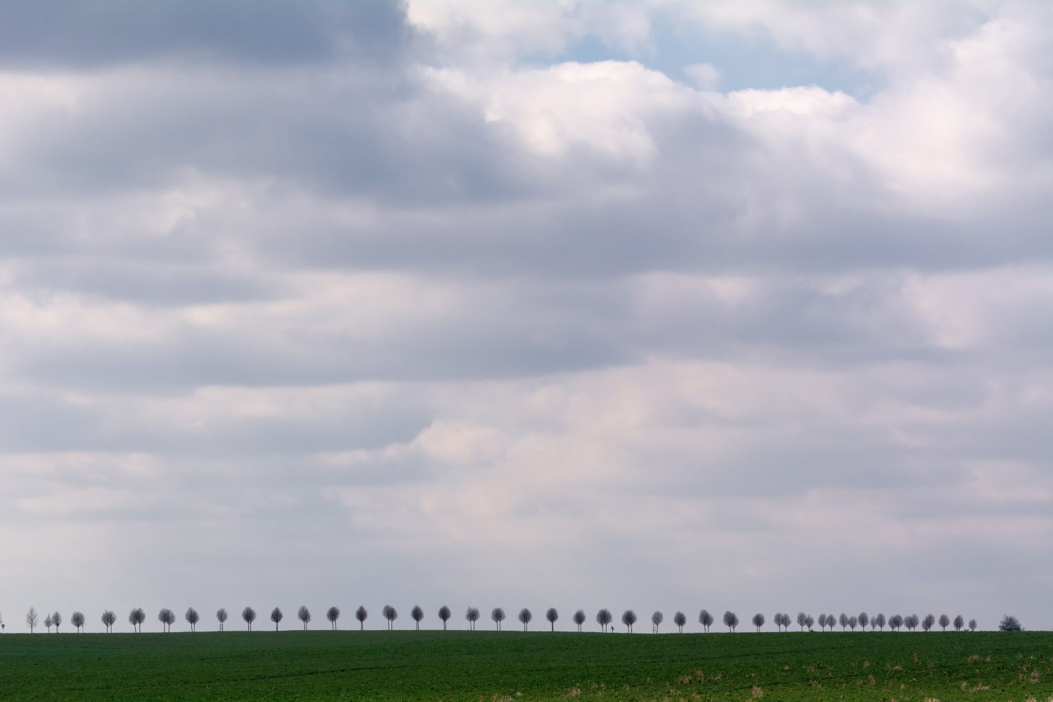 Row of Trees - Minimalism | Copyright-free photo (by M. Vorel) | LibreShot