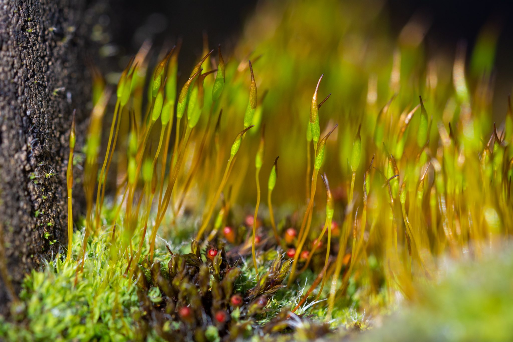 Moss on macro photography | Copyright-free photo (by M. Vorel) | LibreShot