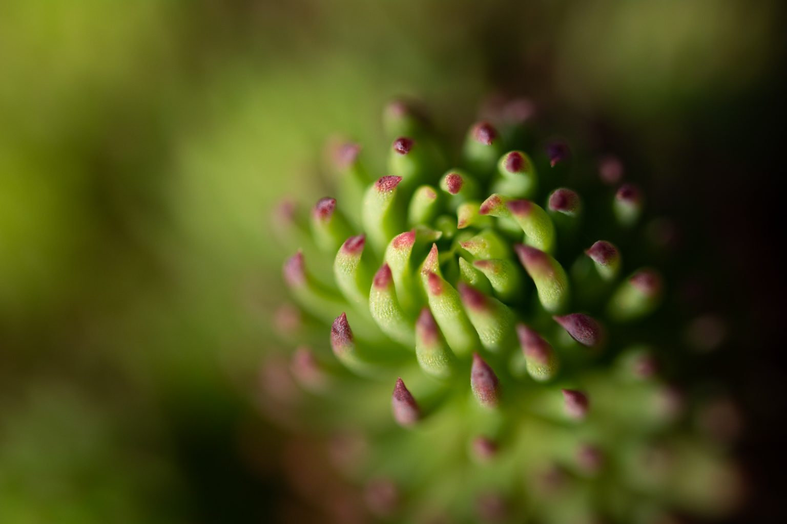 Beautiful Nature Wallpaper | Copyright-free photo (by M. Vorel) | LibreShot