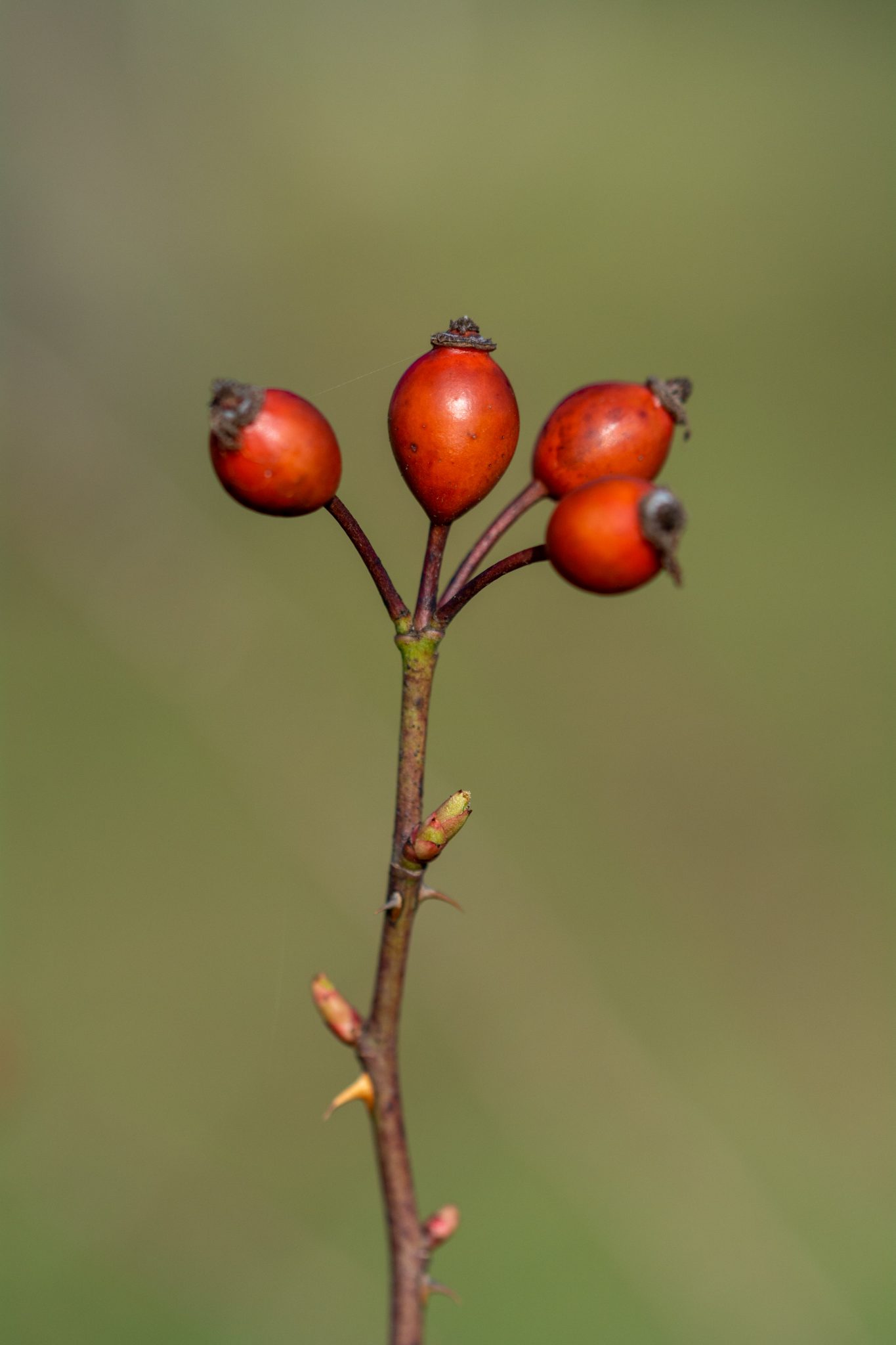 Red Rosehips | Copyright-free photo (by M. Vorel) | LibreShot