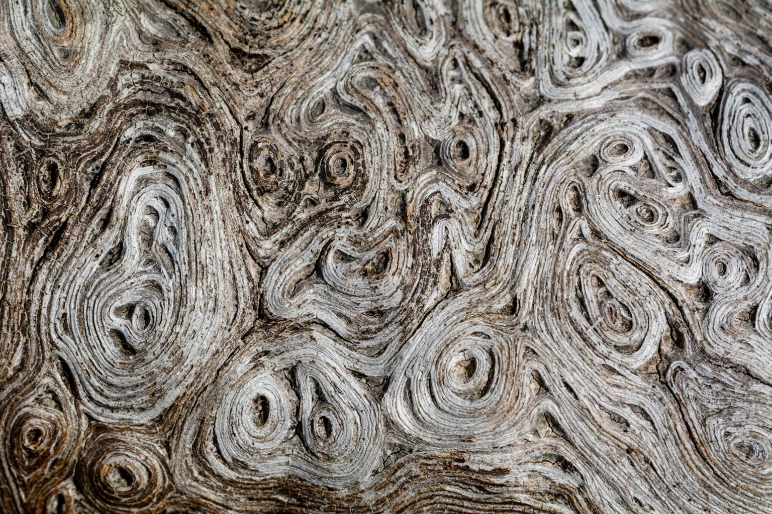Wood Texture Macro Photography | Copyright-free photo (by M. Vorel ...
