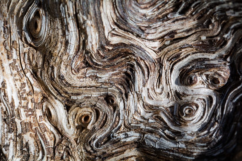 Twisted Lines on Macro Photography | Copyright-free photo (by M. Vorel ...