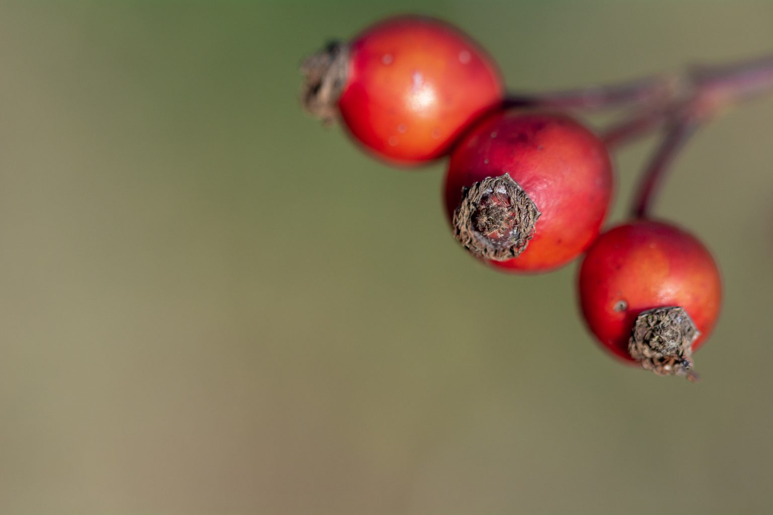 Three Red Rose Hips | Copyright-free photo (by M. Vorel) | LibreShot