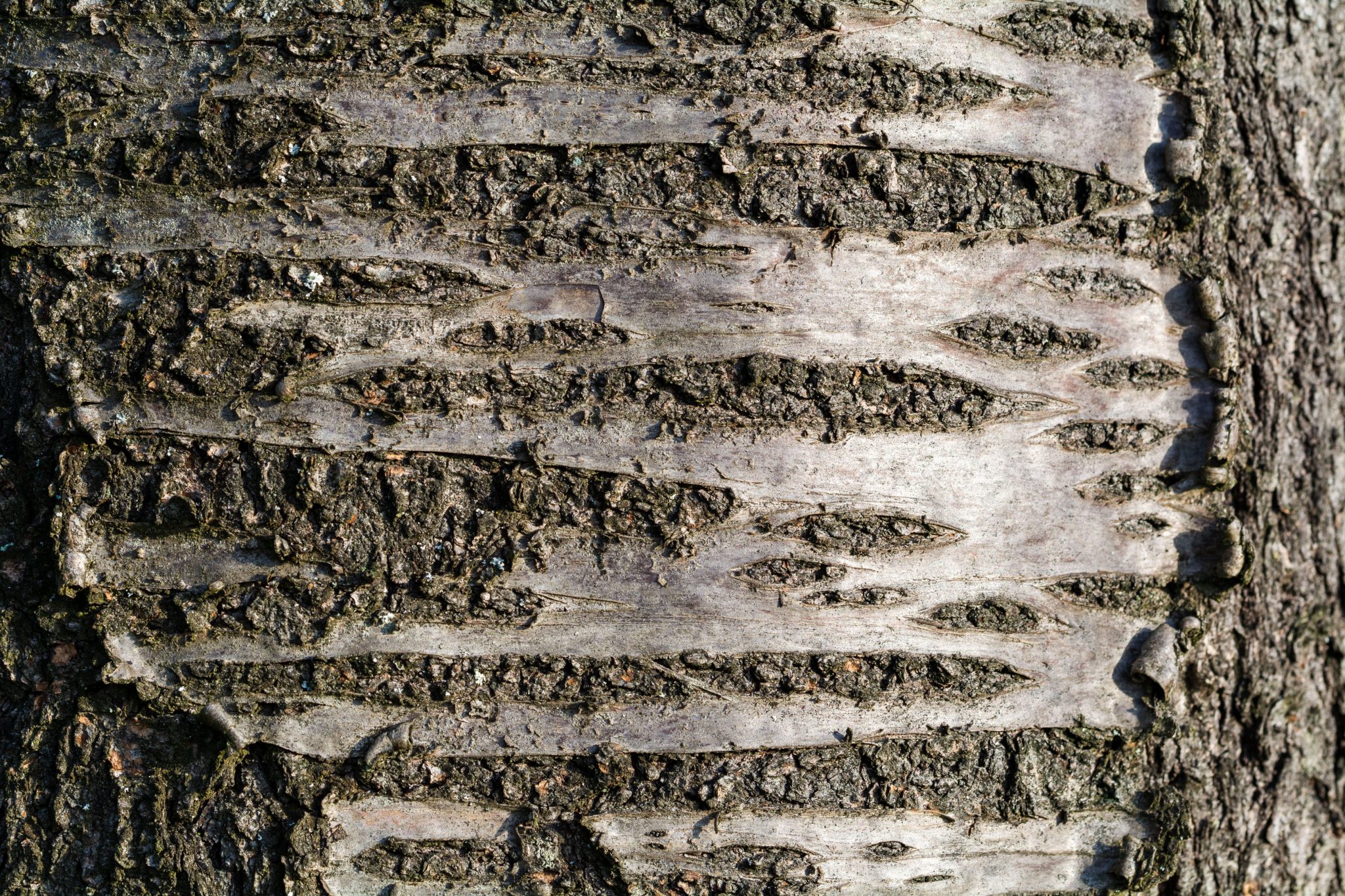 Tree Bark Texture Close-up | Copyright-free photo (by M. Vorel) | LibreShot