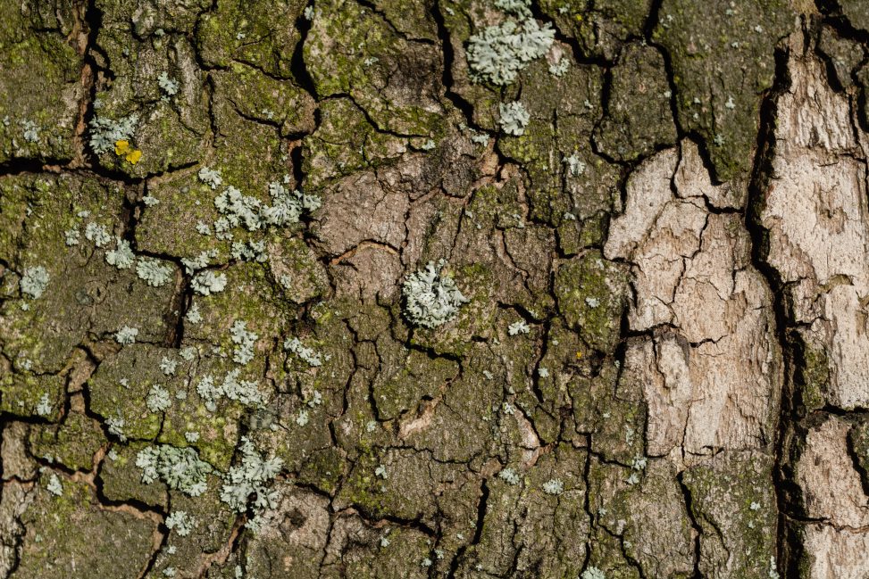Tree Bark Close-up | Copyright-free photo (by M. Vorel) | LibreShot