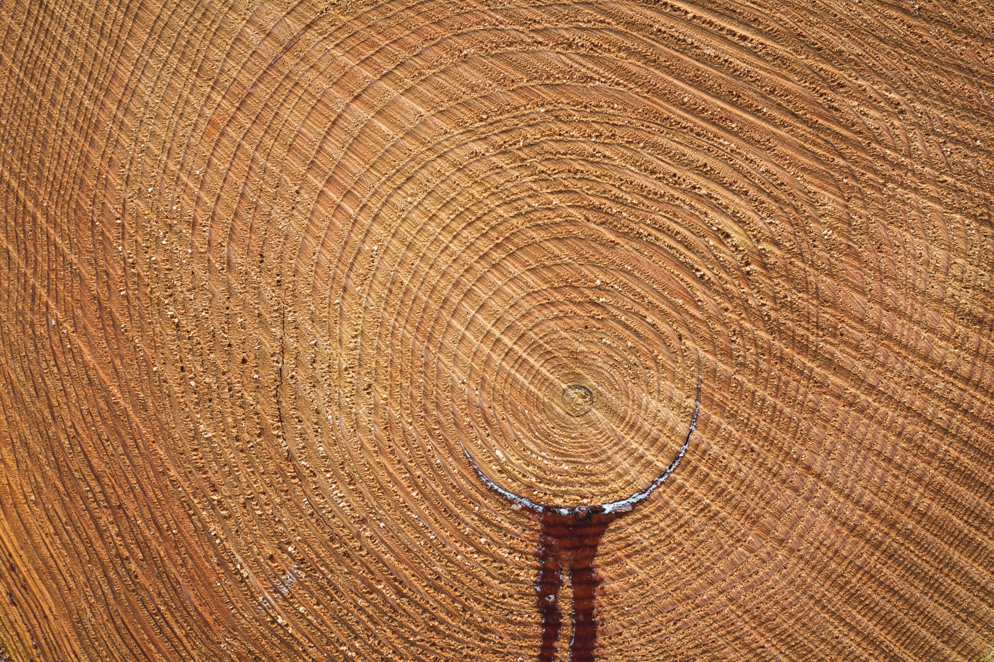 Cut Wood Circles with Leaking Pitch | Copyright-free photo (by M. Vorel ...