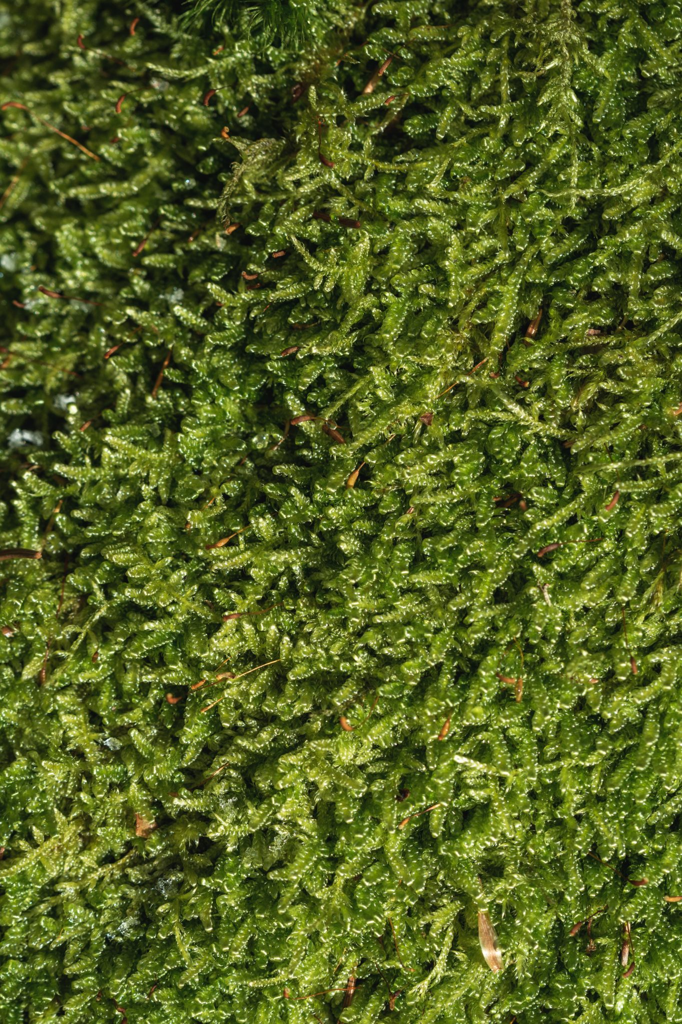 Green Moss Background | Copyright-free photo (by M. Vorel) | LibreShot