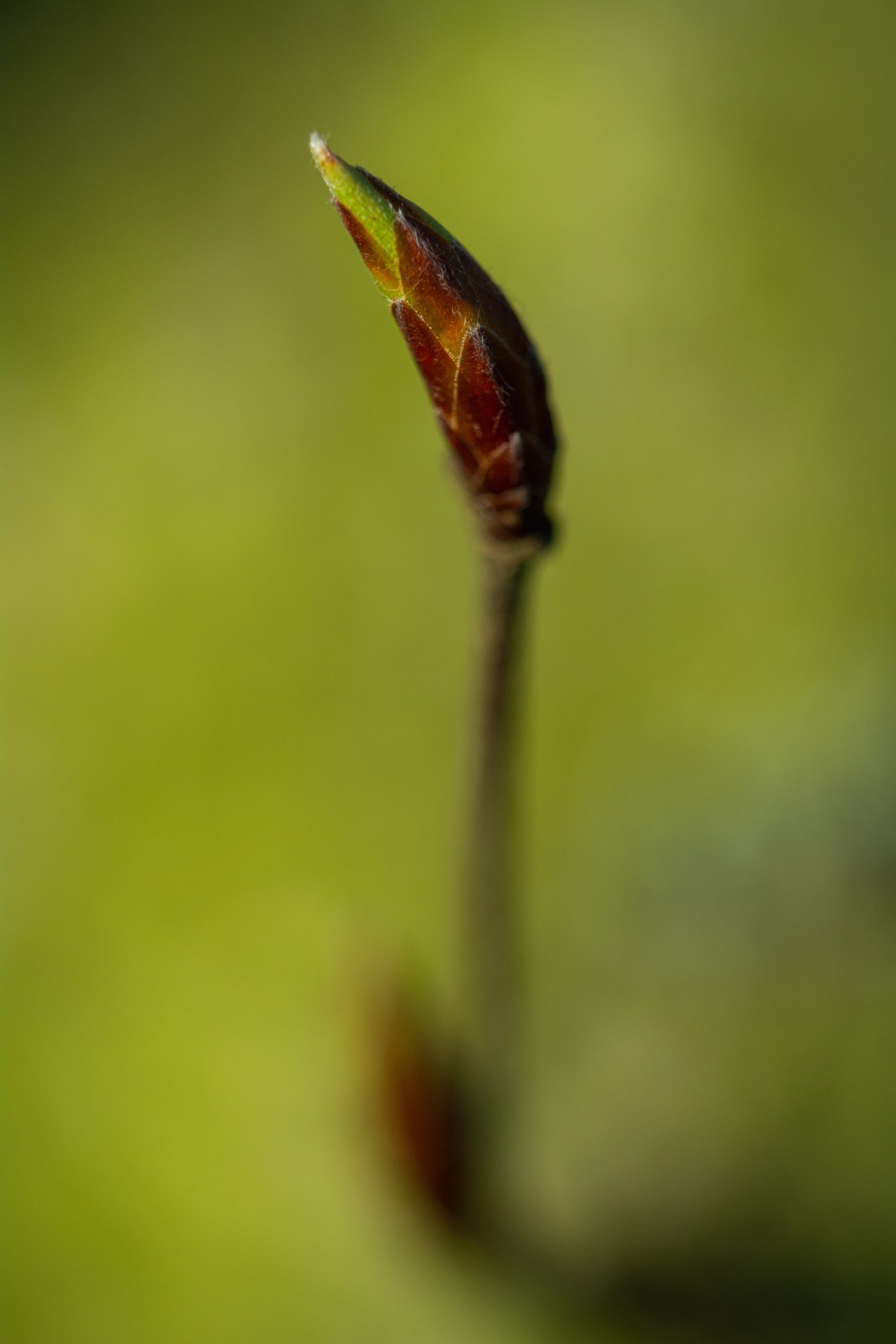 Minimalist Flower Bud | Copyright-free photo (by M. Vorel) | LibreShot