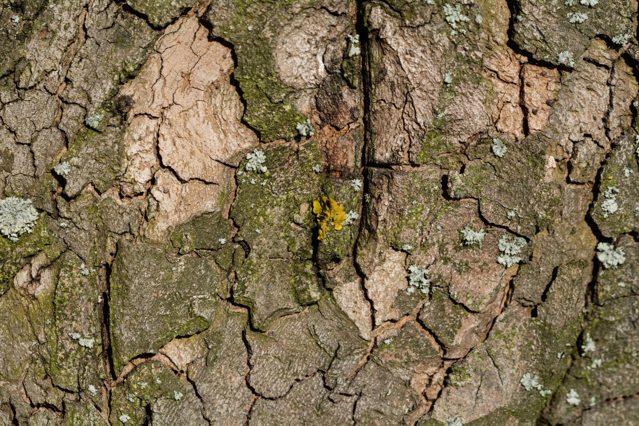 Bark Pattern | Copyright-free photo (by M. Vorel) | LibreShot