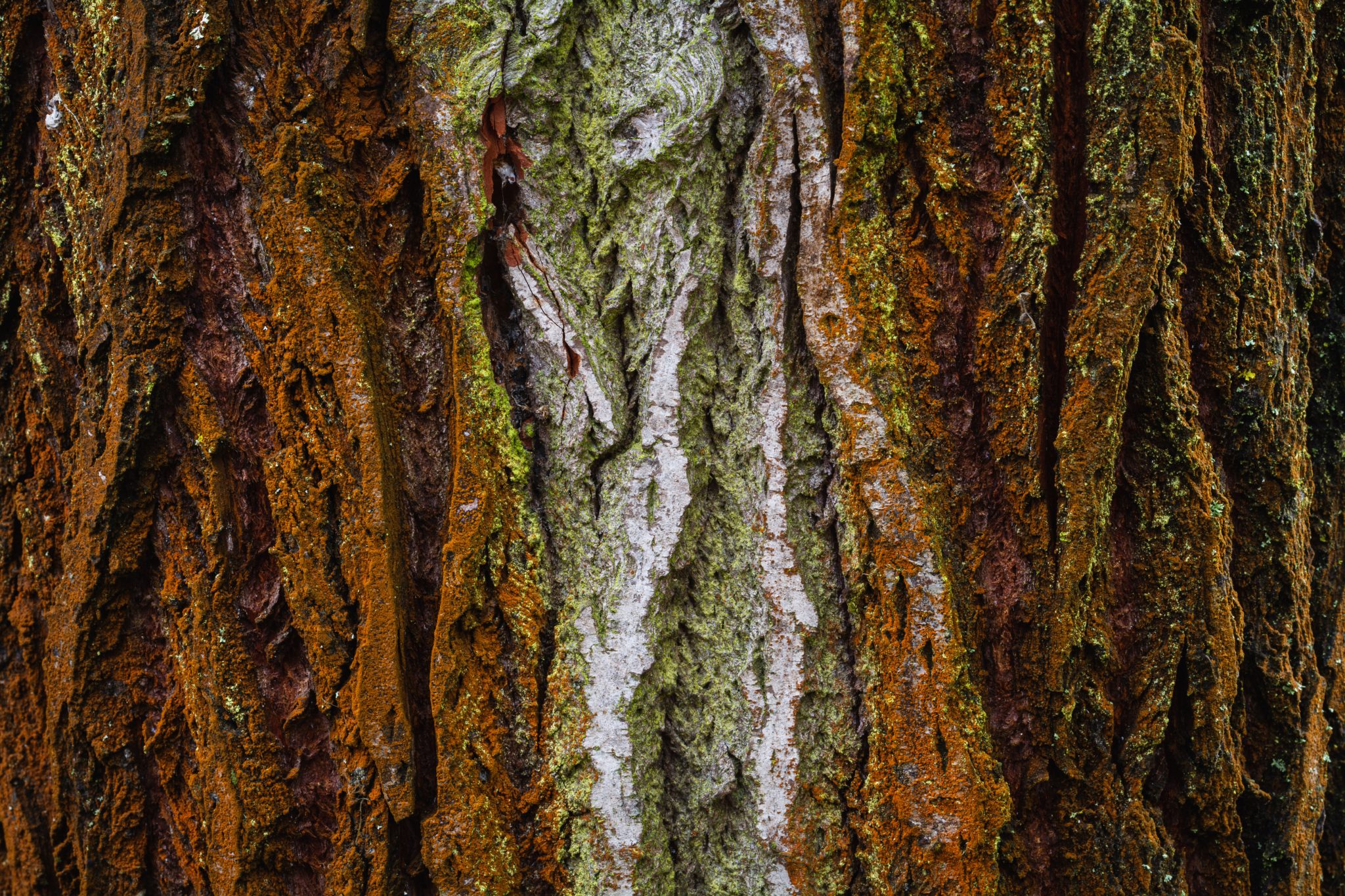 Bark texture | Copyright-free photo (by M. Vorel) | LibreShot