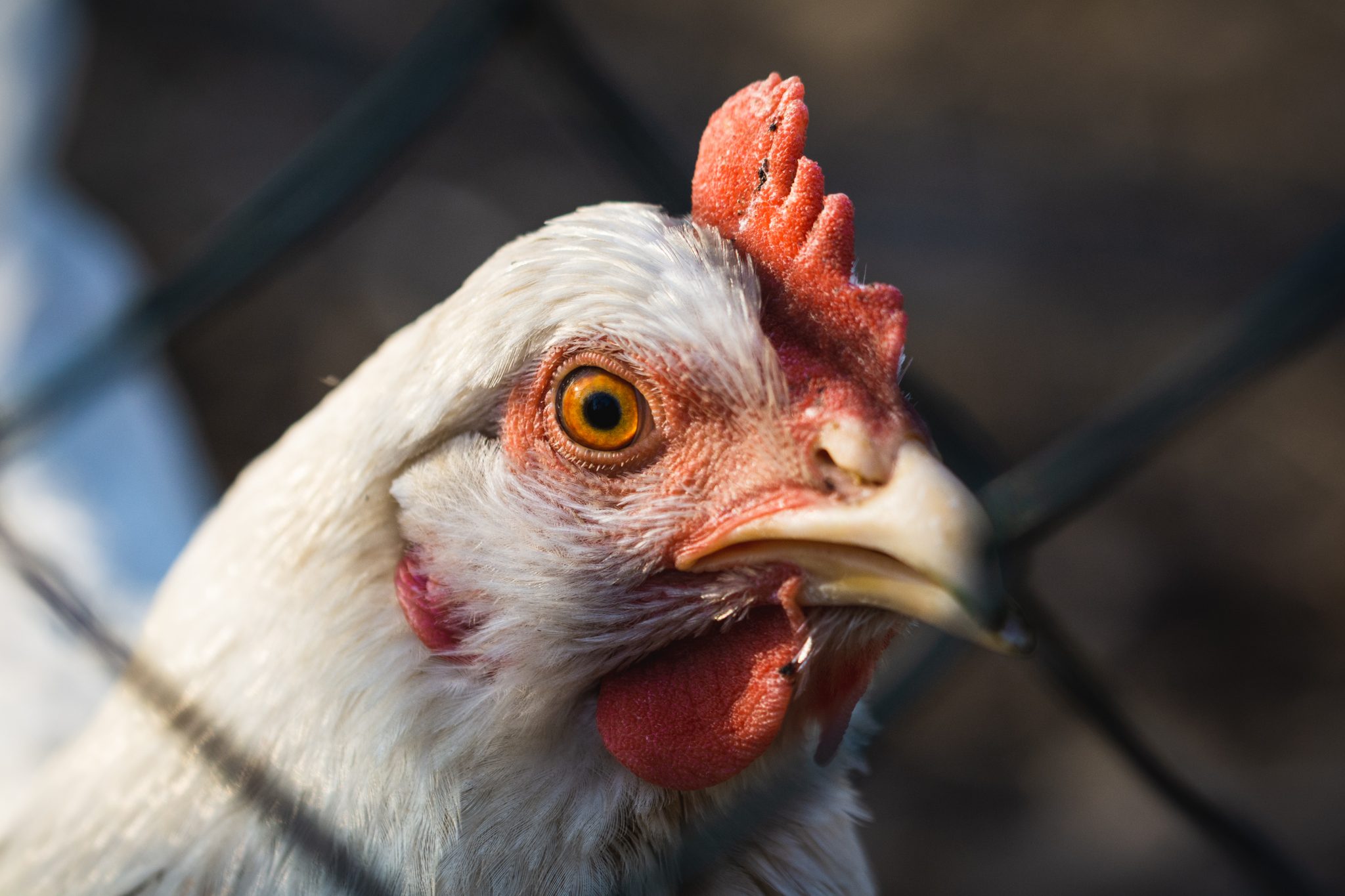 White Chicken Portrait | Copyright-free photo (by M. Vorel) | LibreShot