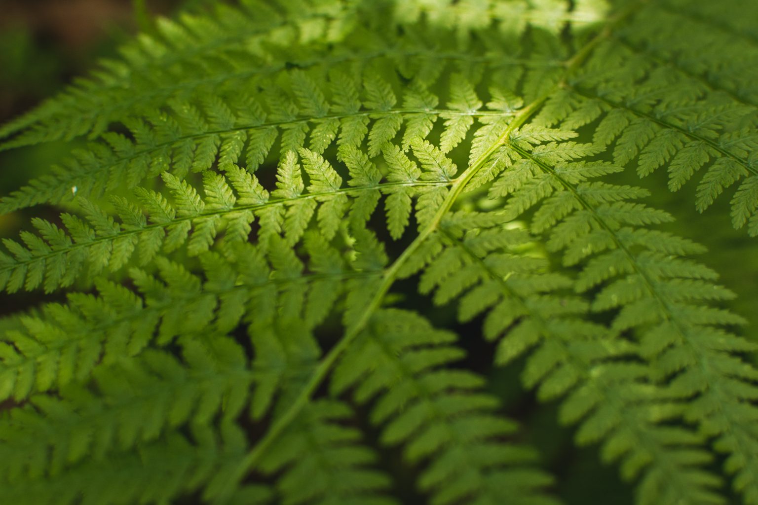 Fern Leaf Pattern | Copyright-free photo (by M. Vorel) | LibreShot