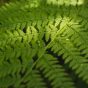 Fibonacci Fern Spiral | Copyright-free photo (by M. Vorel) | LibreShot