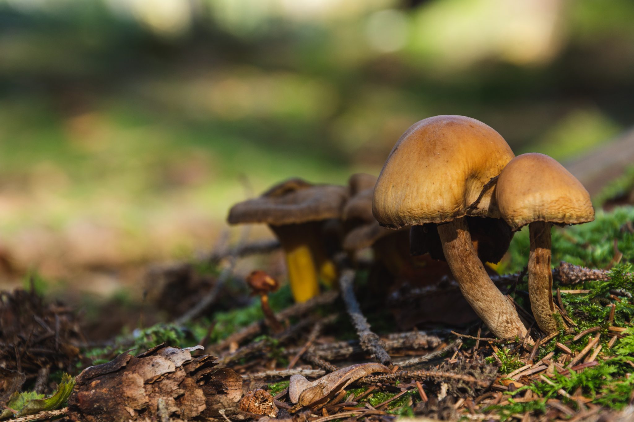 Forest Mushrooms | Copyright-free photo (by M. Vorel) | LibreShot