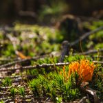 Magic Mushrooms | Copyright-free photo (by M. Vorel) | LibreShot