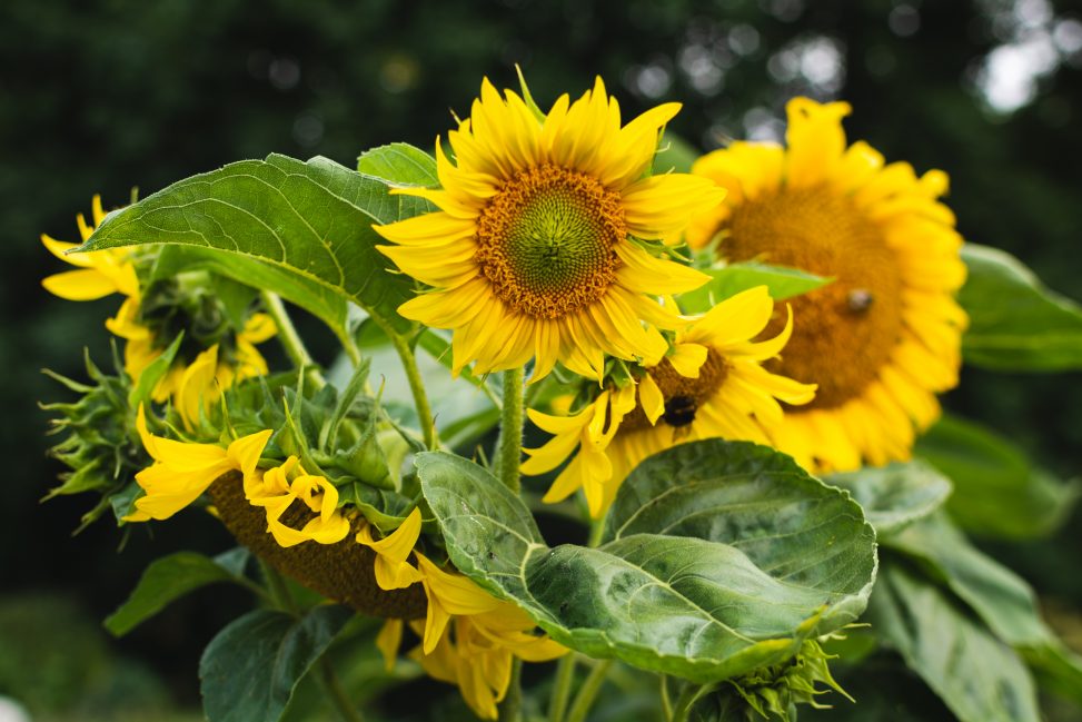 Beautiful Sunflowers | Copyright-free photo (by M. Vorel) | LibreShot