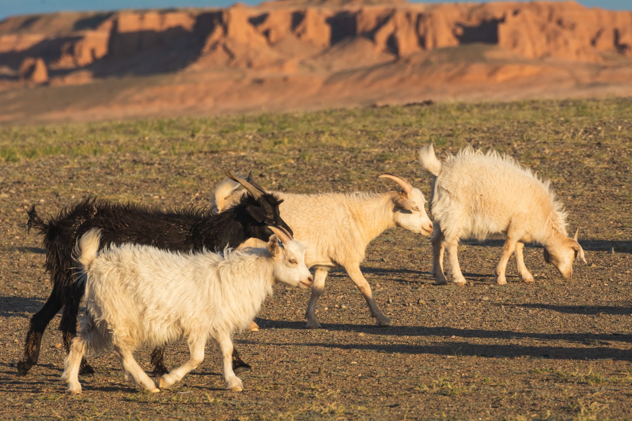 Black Goat Among 3 Whites | Copyright-free photo (by M. Vorel) | LibreShot