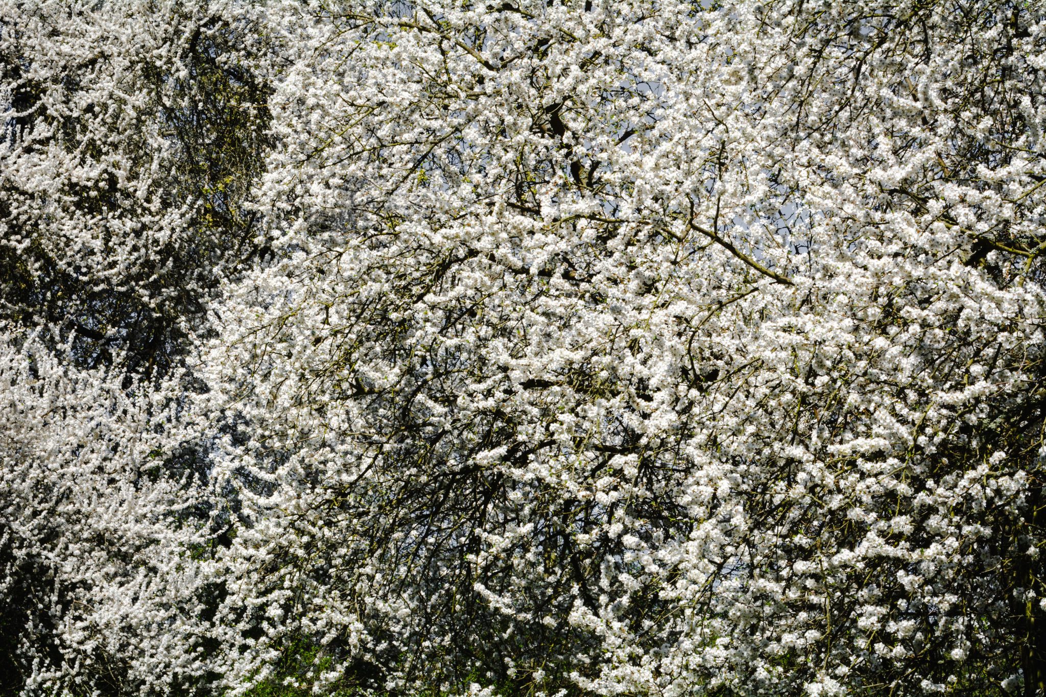 Blooming Cherry Tree Background Image | Copyright-free photo (by M ...