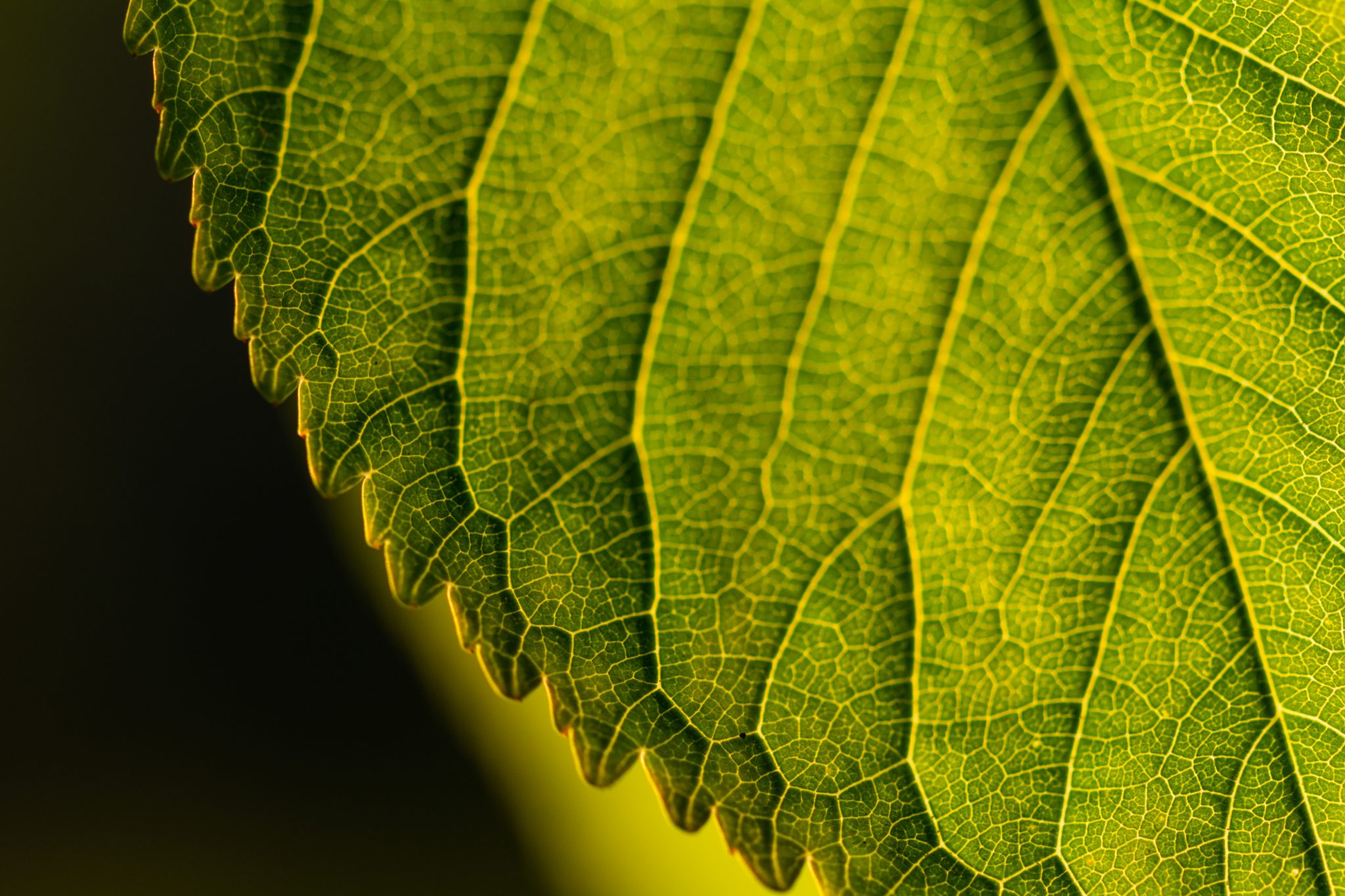 Close-up Leaf | Copyright-free photo (by M. Vorel) | LibreShot