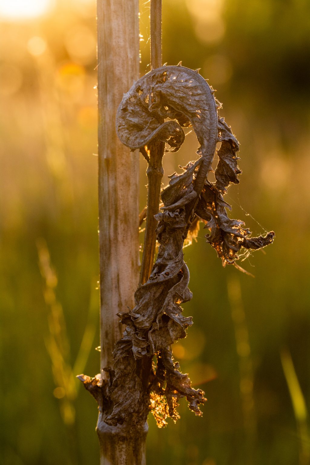A Dry Plant Twisted into a Strange Shape | Copyright-free photo (by M ...
