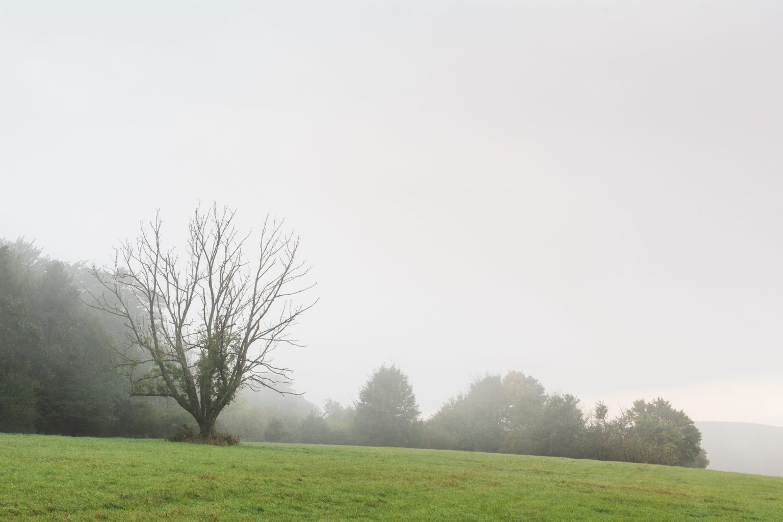 100+ Free Trees stock images. Commercial use. No watermark.