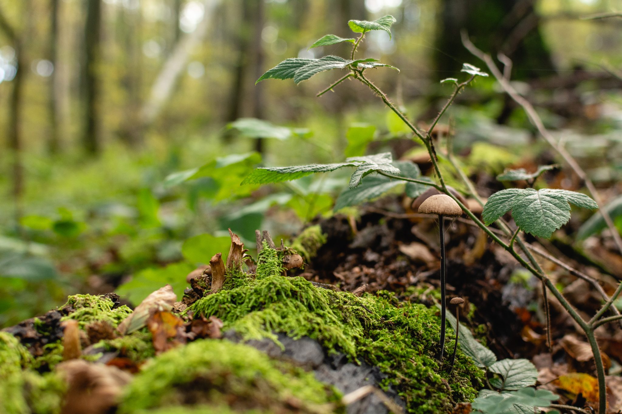 100+ Free Macro Photography stock images. Commercial use. No watermark.
