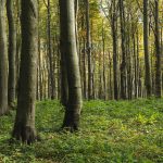 Forest Trees Pattern | Copyright-free photo (by M. Vorel) | LibreShot