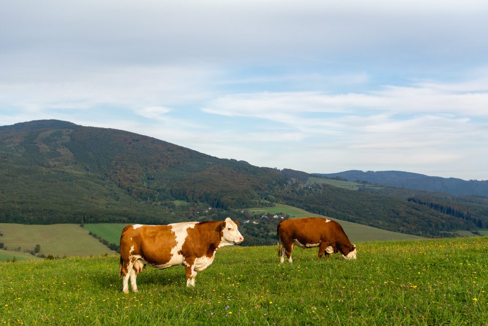 Cows on the Meadow | Copyright-free photo (by M. Vorel) | LibreShot