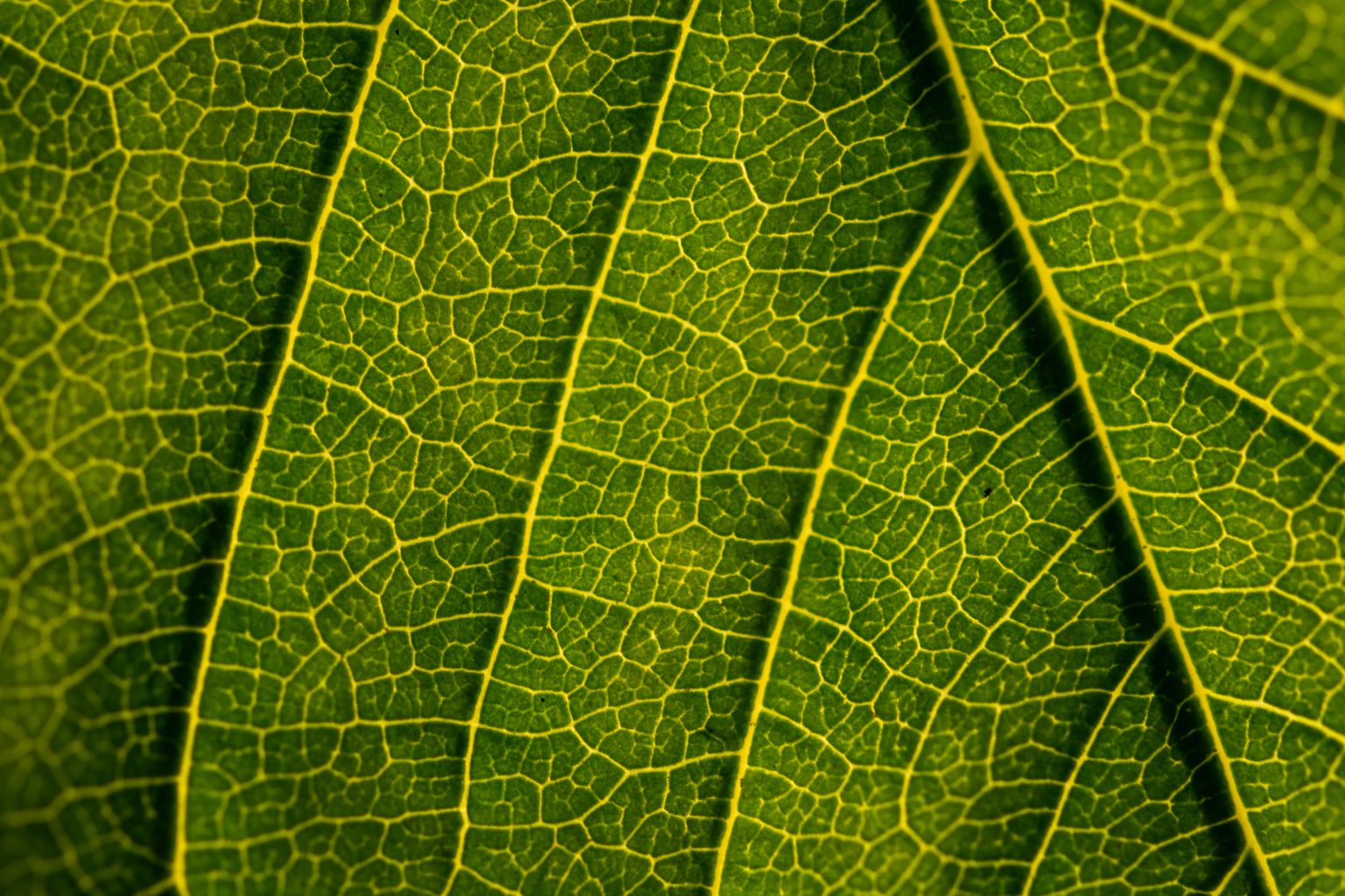 Green Leaf Texture | Copyright-free photo (by M. Vorel) | LibreShot