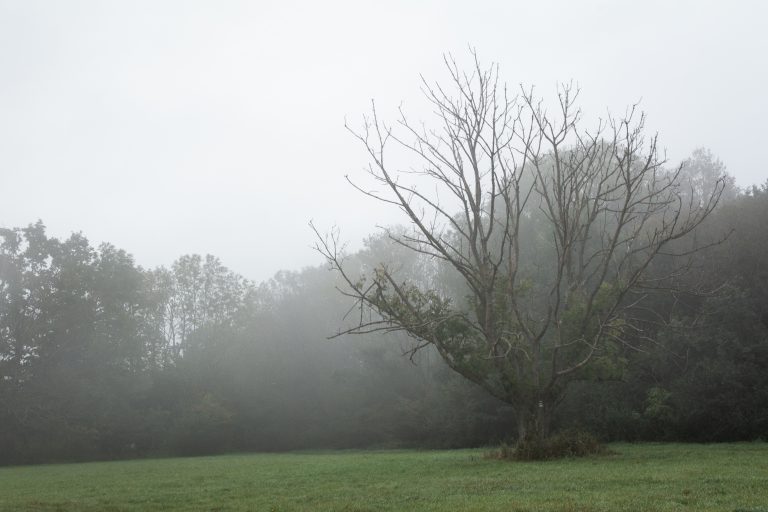 Tree in the Mist | Copyright-free photo (by M. Vorel) | LibreShot