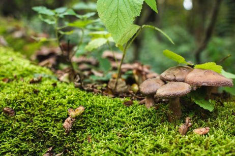 Mushrooms in the Moss | Copyright-free photo (by M. Vorel) | LibreShot