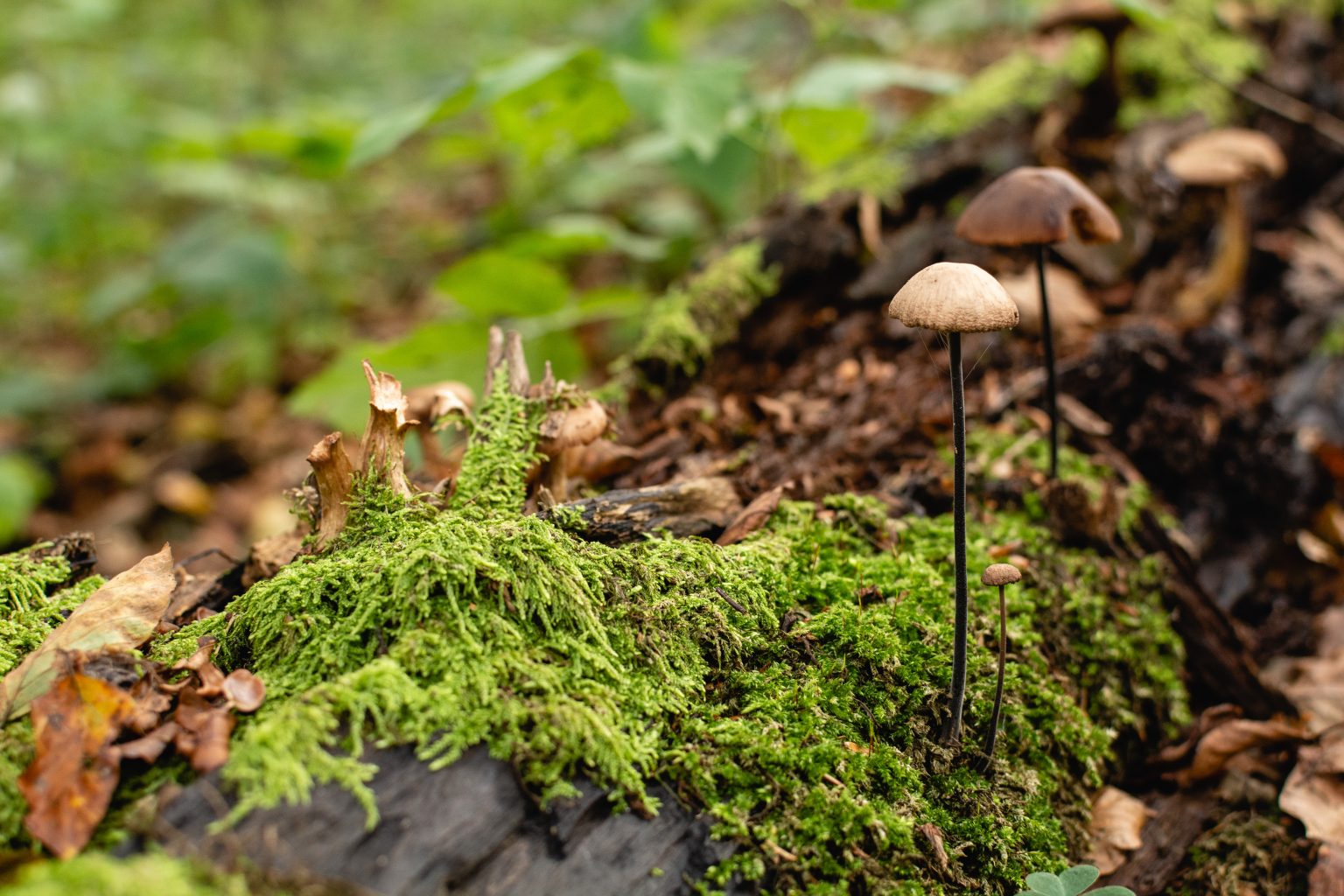 100+ Free Macro Photography stock images. Commercial use. No watermark.