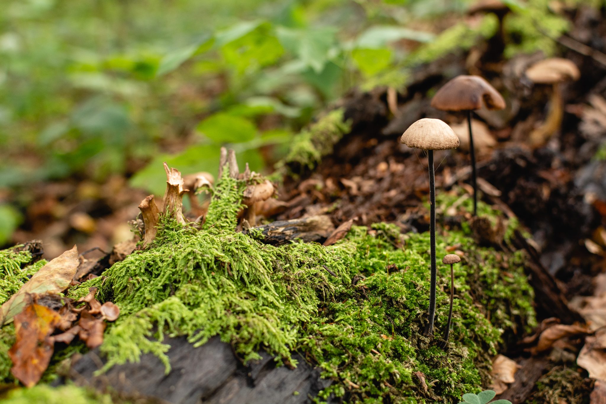 100+ Free Macro Photography stock images. Commercial use. No watermark.